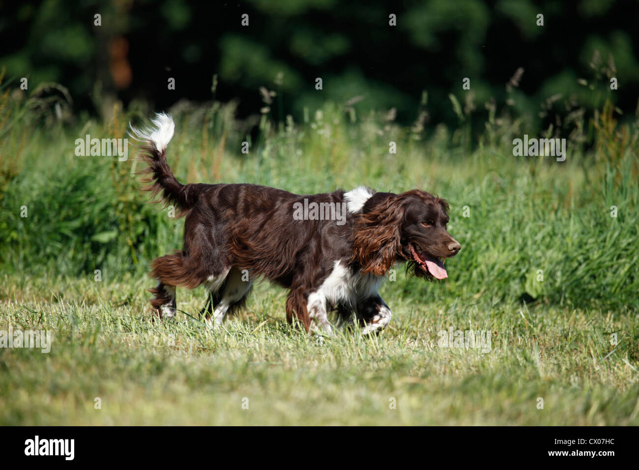 small munsterlander dog Stock Photo - Alamy