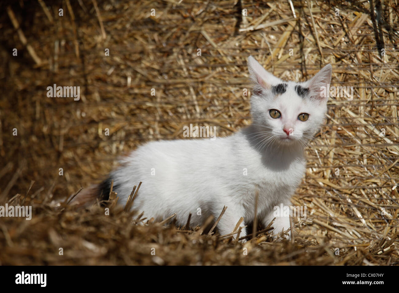 Colourful kitten hi-res stock photography and images - Alamy
