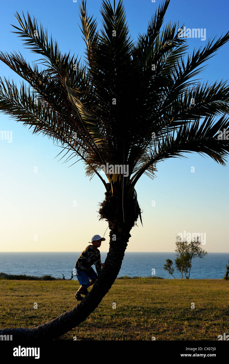 Boy on palm tree hi-res stock photography and images - Alamy