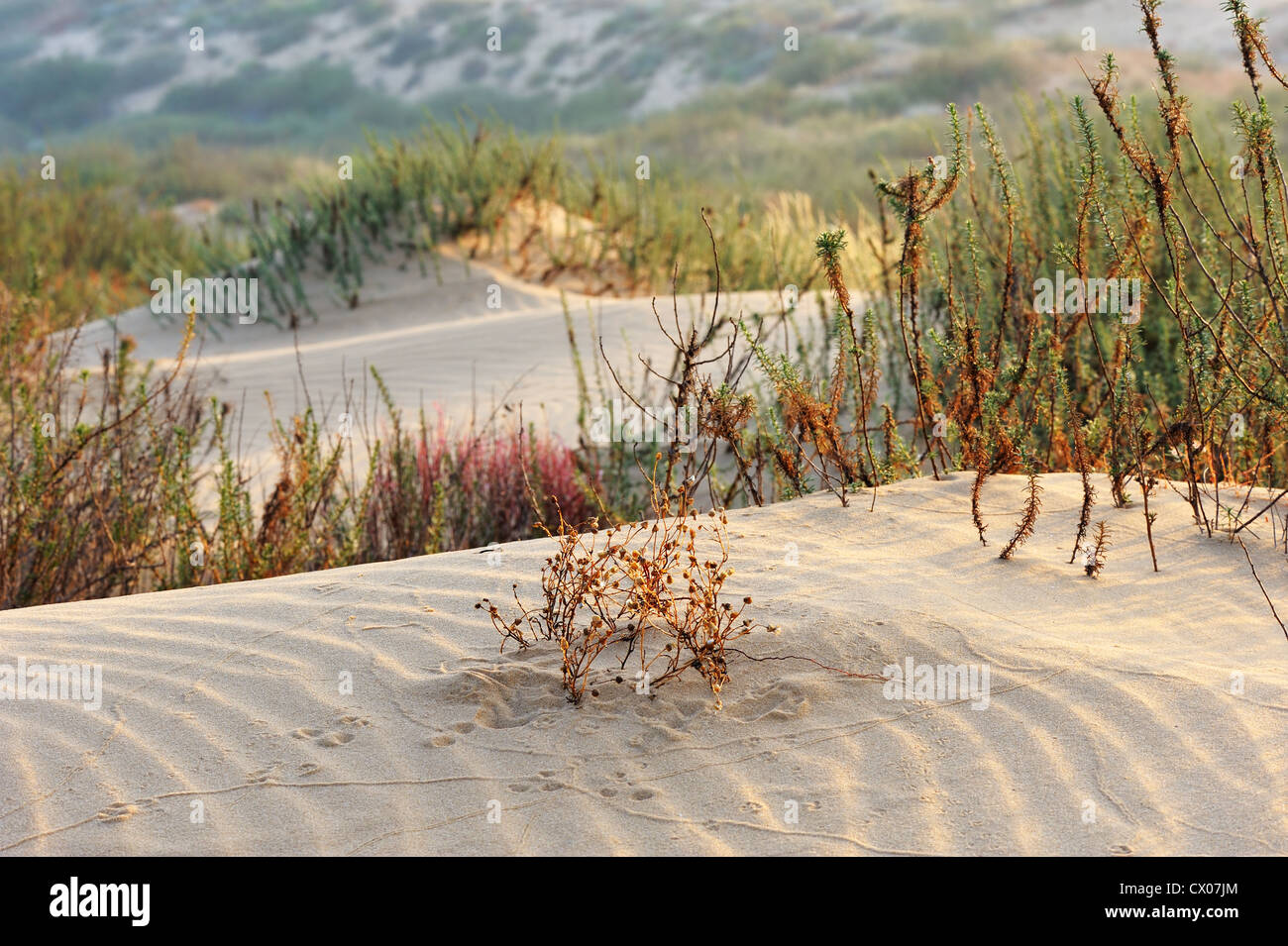 Spring drought hi-res stock photography and images - Alamy