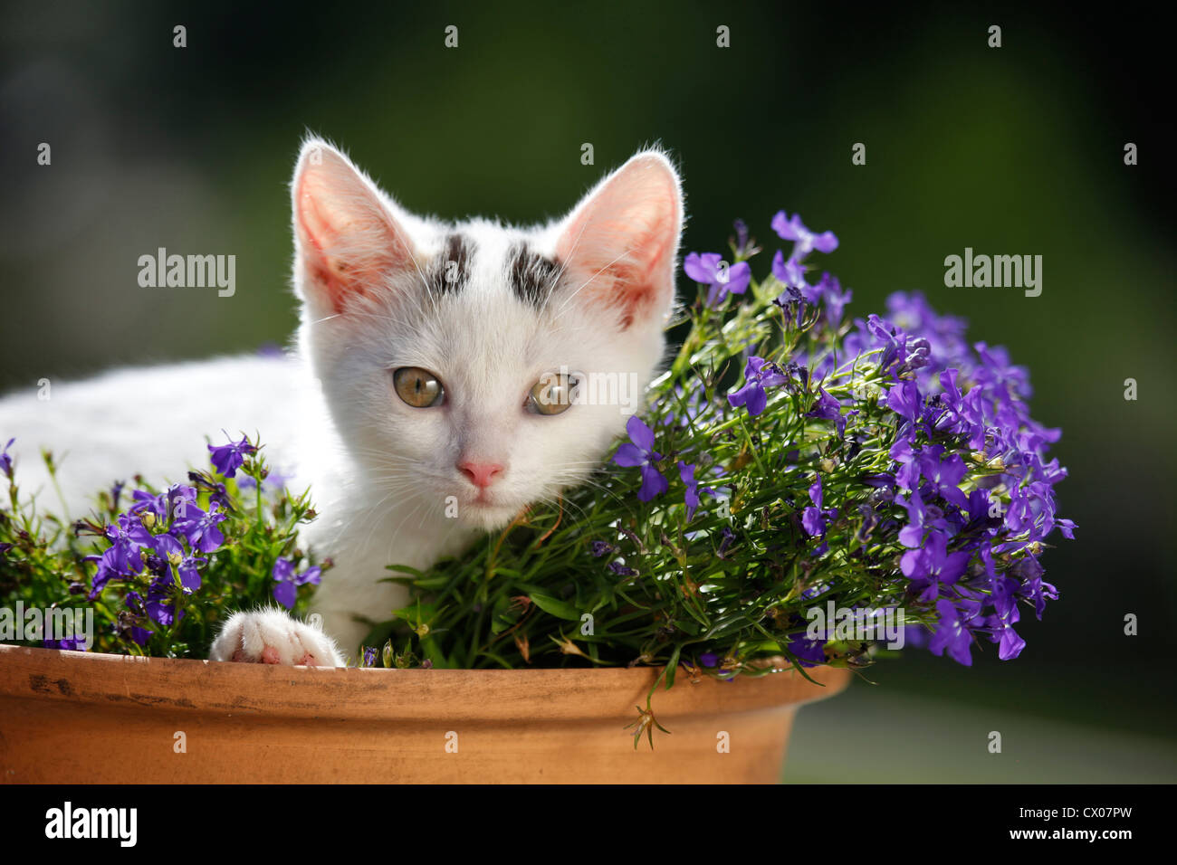 Colourful kitten hi-res stock photography and images - Alamy