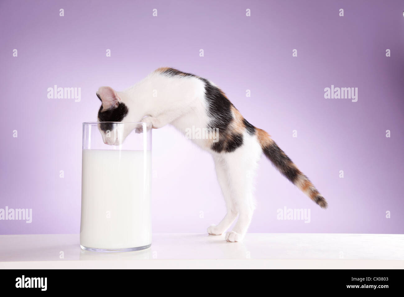 Kittens drinking milk hi-res stock photography and images - Alamy