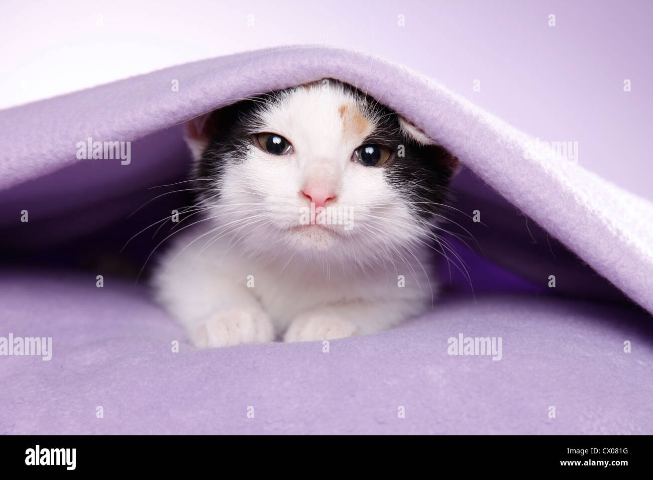 Tortoiseshell tricolour kitten hi-res stock photography and images - Alamy