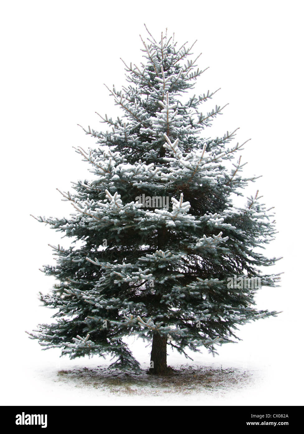 Branches of fir Cut Out Stock Images & Pictures - Alamy