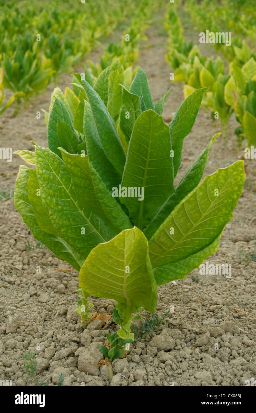 Tobacco plantation hi-res stock photography and images - Alamy