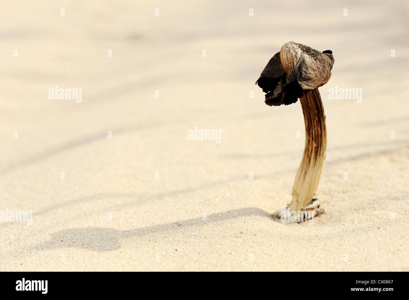 Mushroom in sand hi-res stock photography and images - Alamy