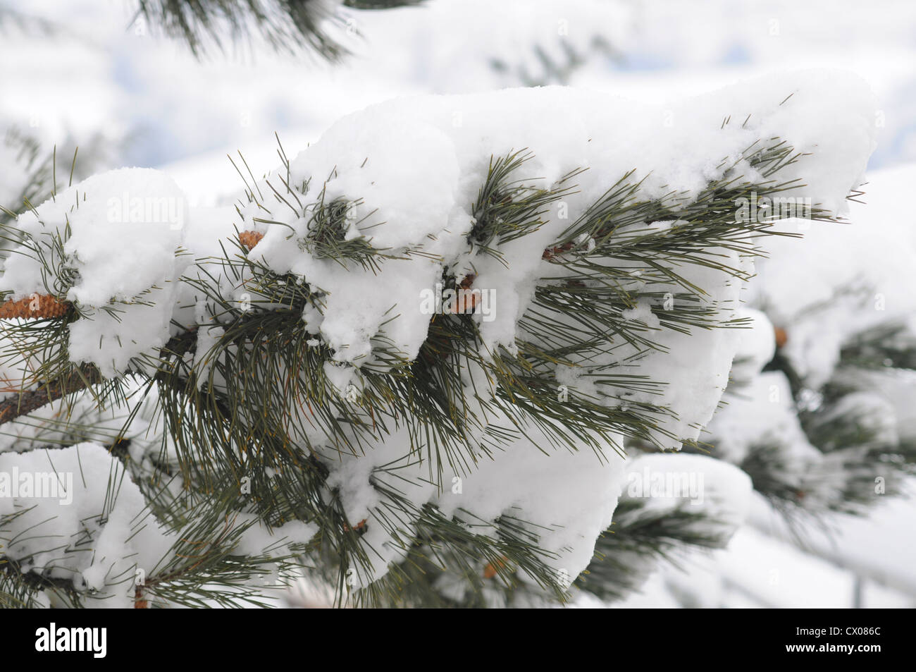 Pine tree with snow Stock Photo - Alamy