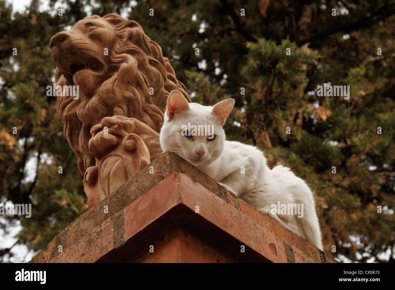 White cat with Lion Statue, Guardistallo Tuscany Italy Stock Photo - Alamy
