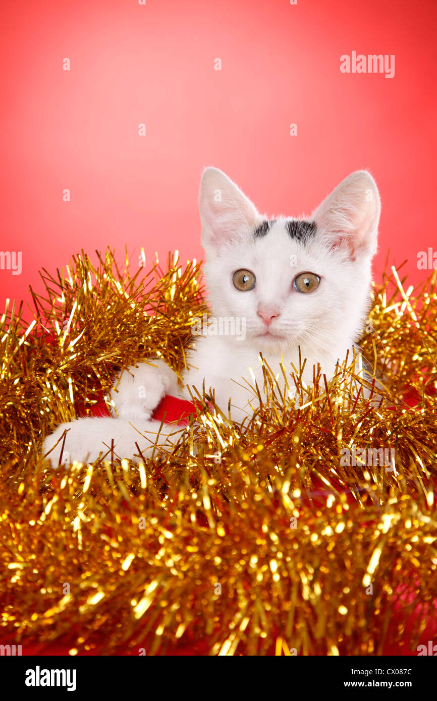 Christmas kittens hi-res stock photography and images - Alamy