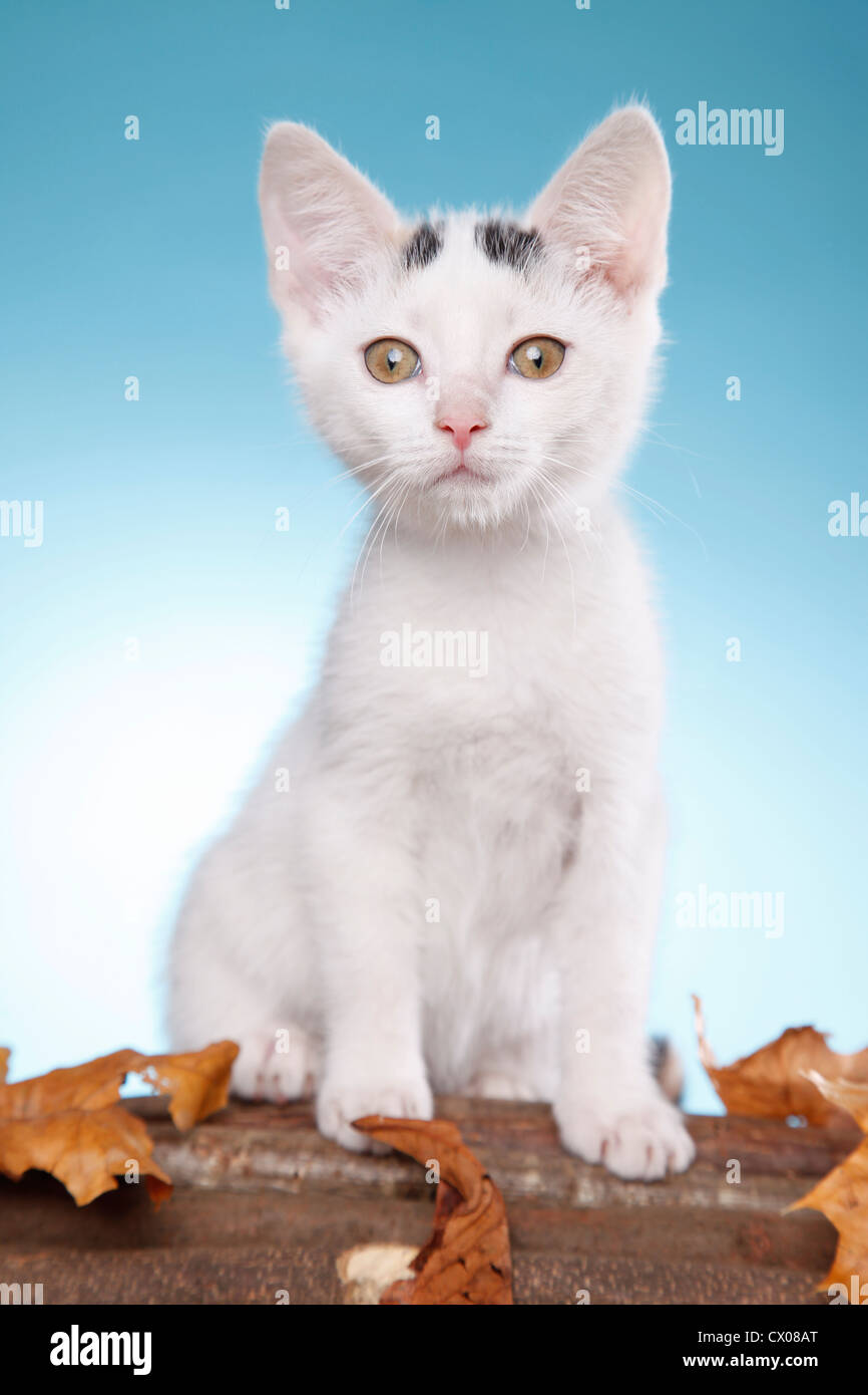 Fall kittens hi-res stock photography and images - Alamy
