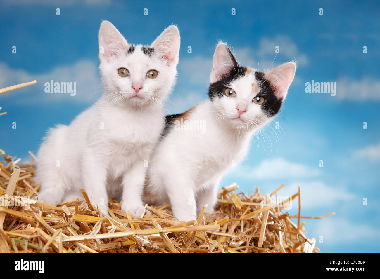Tortoiseshell kittens hi-res stock photography and images - Alamy