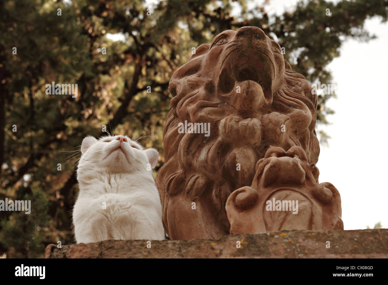 White cat with Lion Statue, Guardistallo Tuscany Italy Stock Photo - Alamy