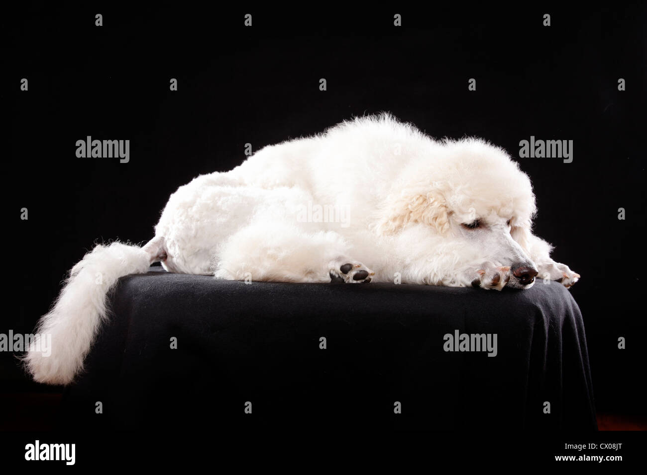 lying standard poodle Stock Photo - Alamy