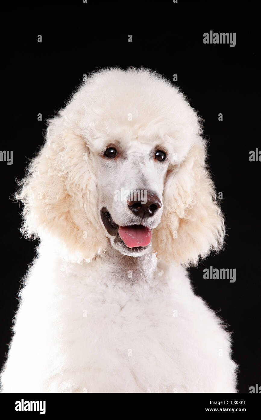 standard poodle portrait Stock Photo - Alamy