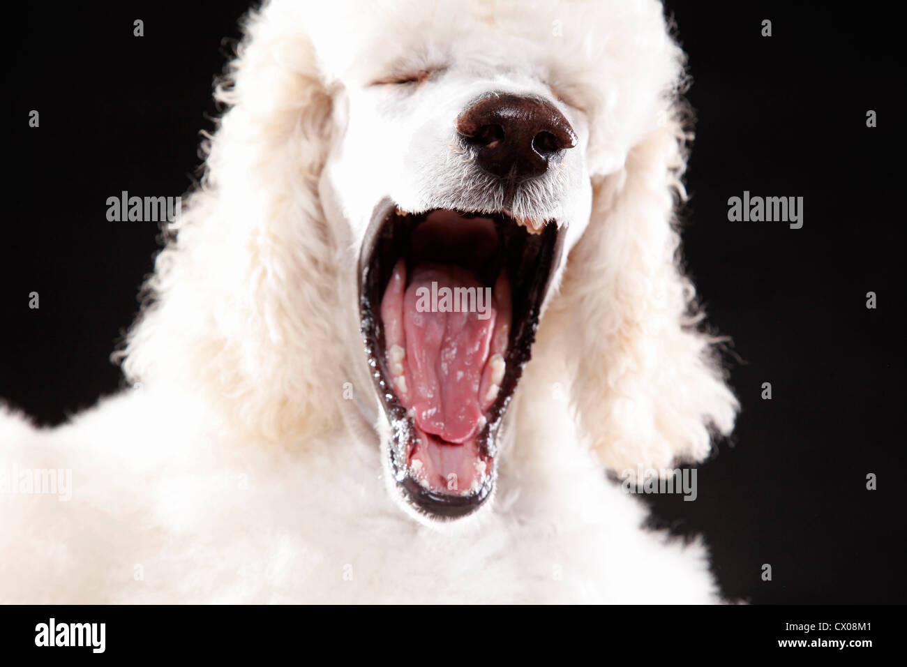 Poodle face hi-res stock photography and images - Alamy