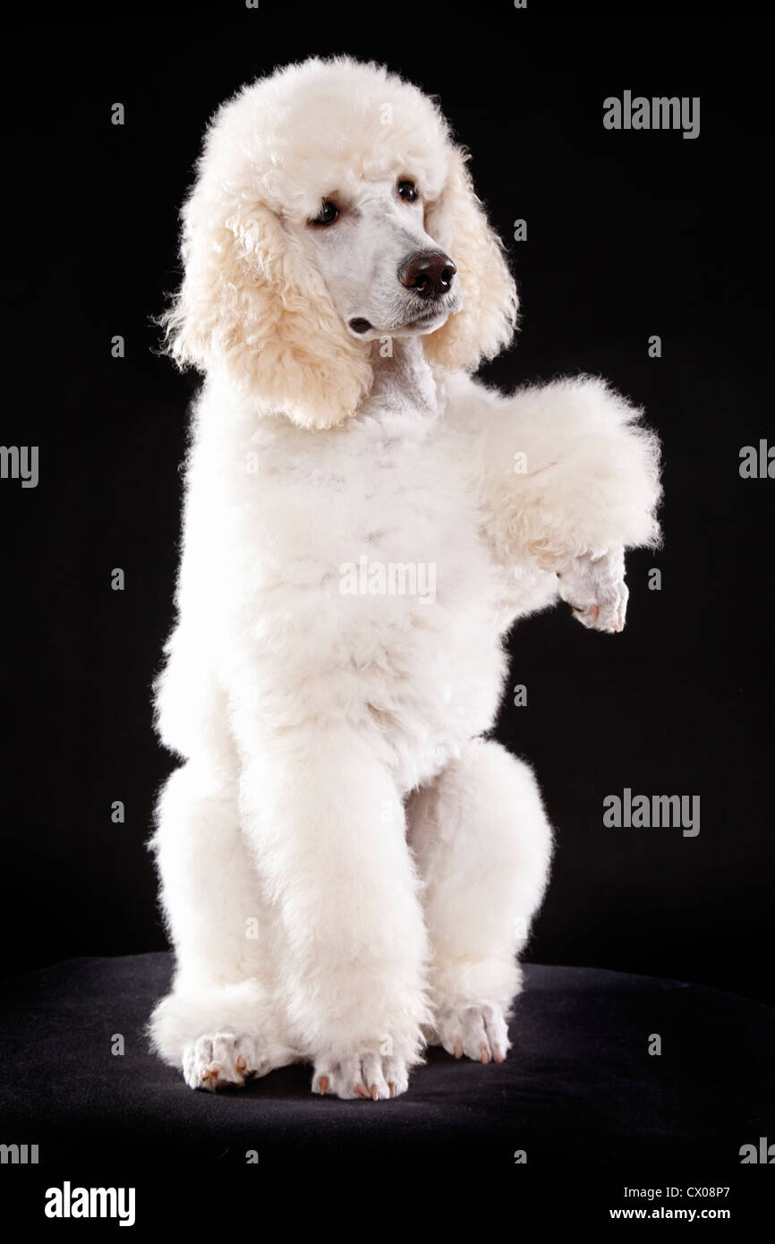 sitting standard poodle Stock Photo - Alamy
