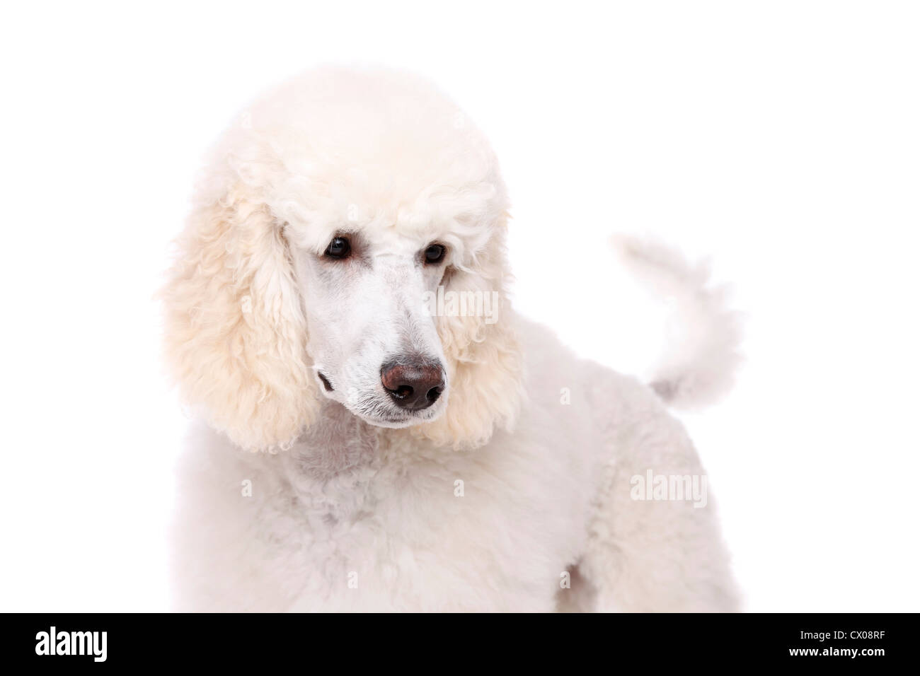 standard poodle portrait Stock Photo - Alamy