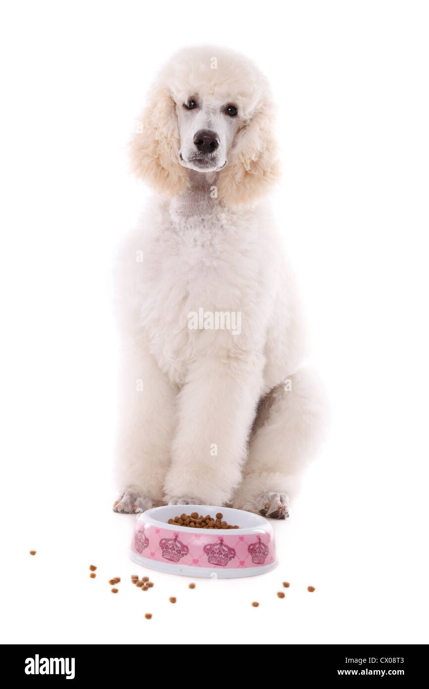 sitting standard poodle Stock Photo - Alamy