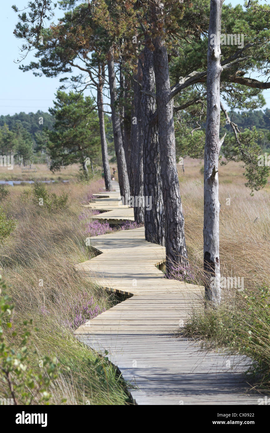 Recently opened boardwalk across wetland area. Thursley Common National ...