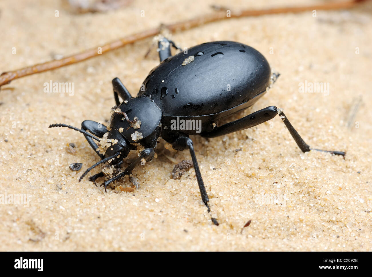 Western Desert Beetle