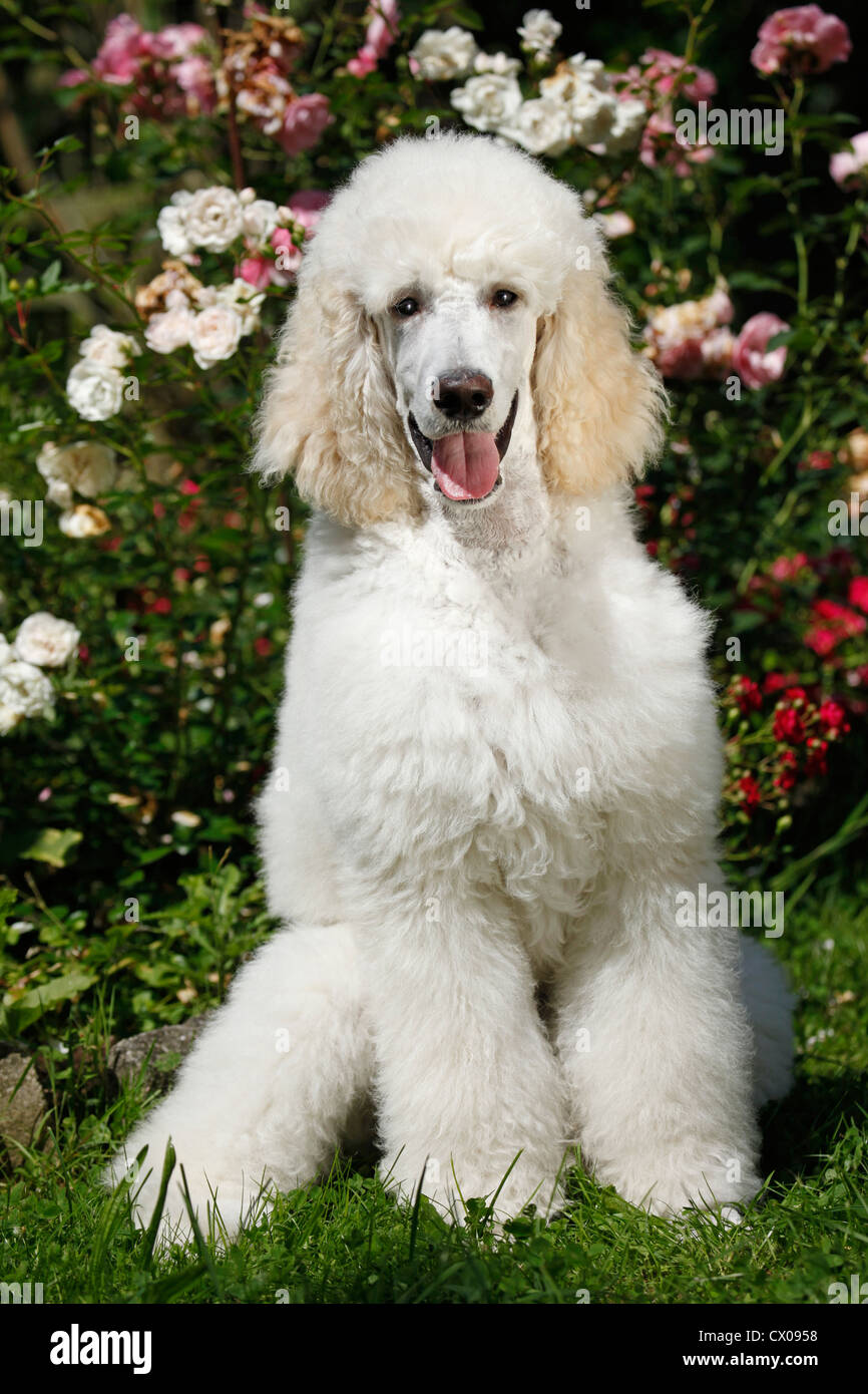 sitting standard poodle Stock Photo - Alamy