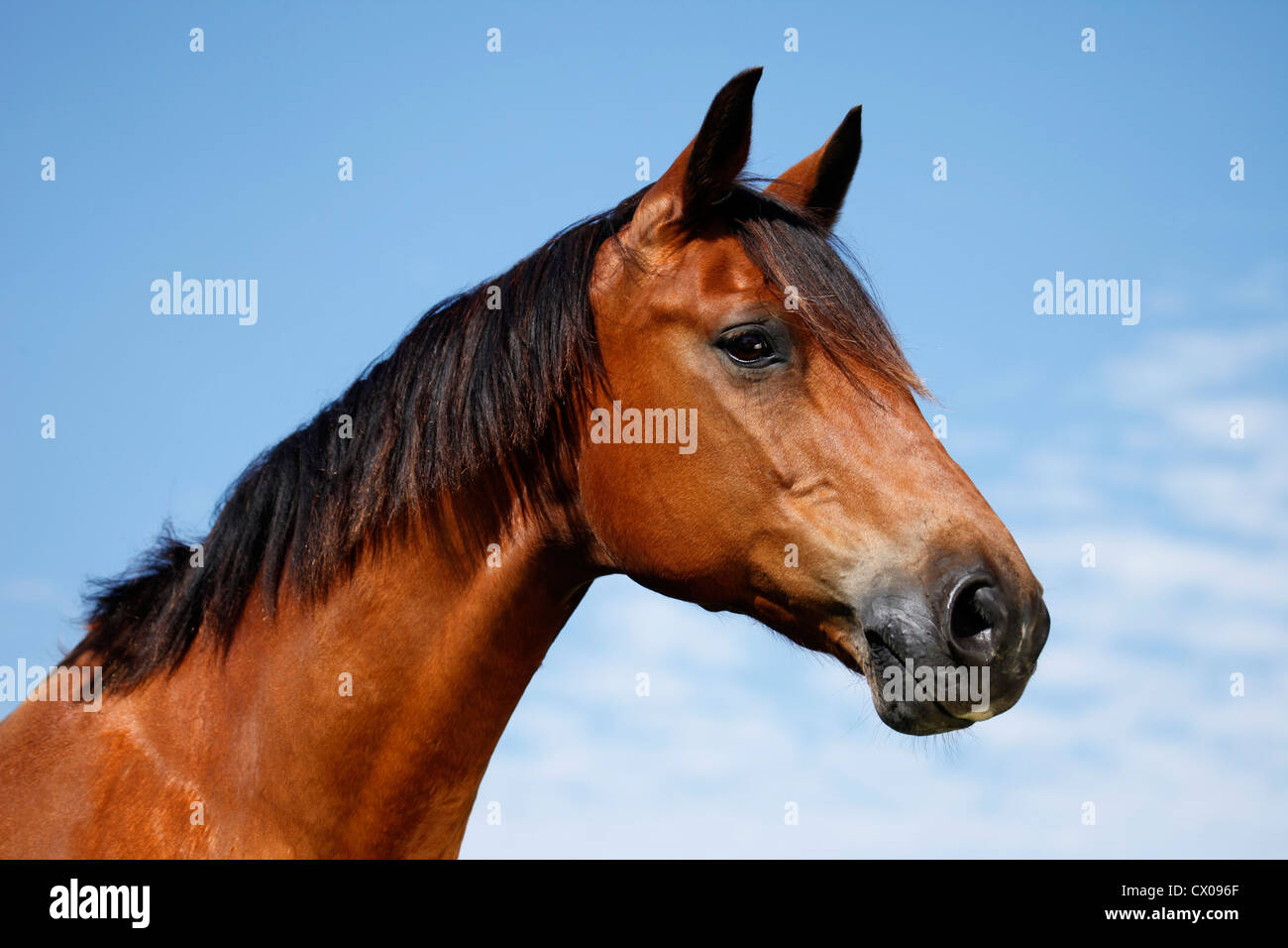 Trakehner breed hi-res stock photography and images - Alamy