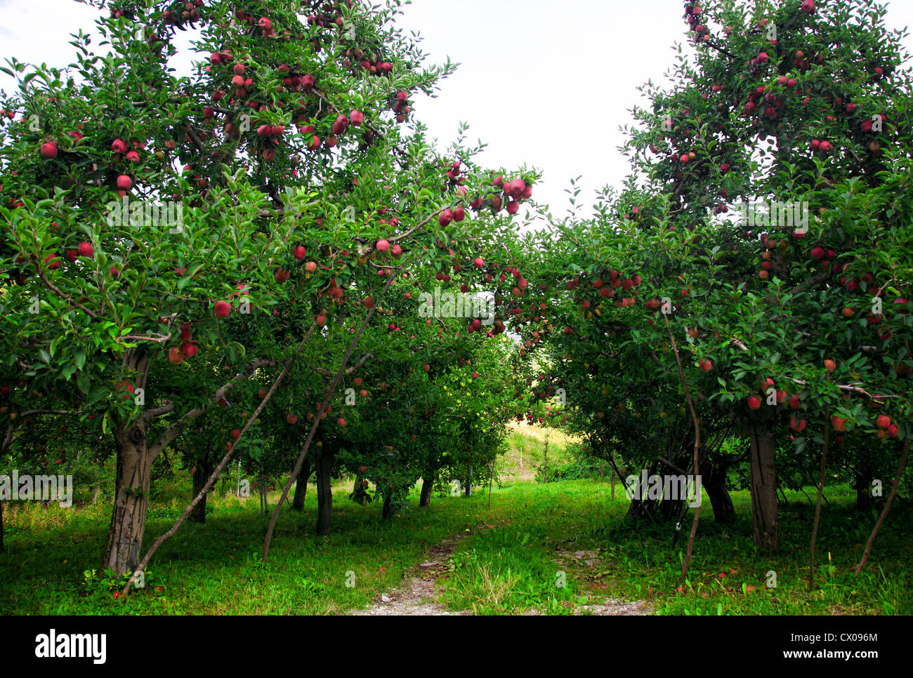 apple trees in val di non, trentino, italy Stock Photo - Alamy