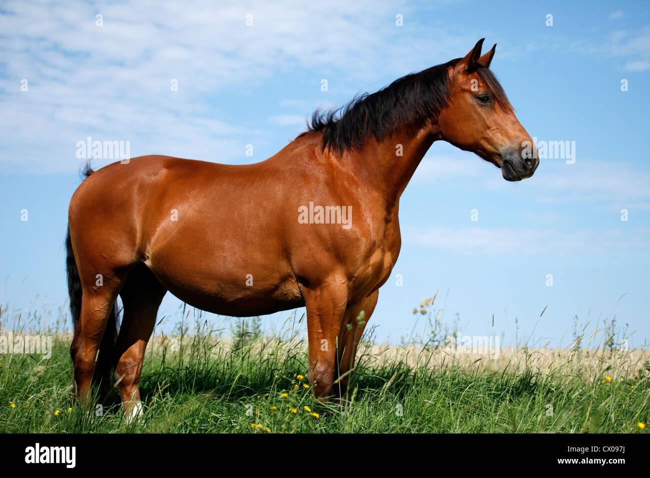 Trakehner bay hi-res stock photography and images - Alamy