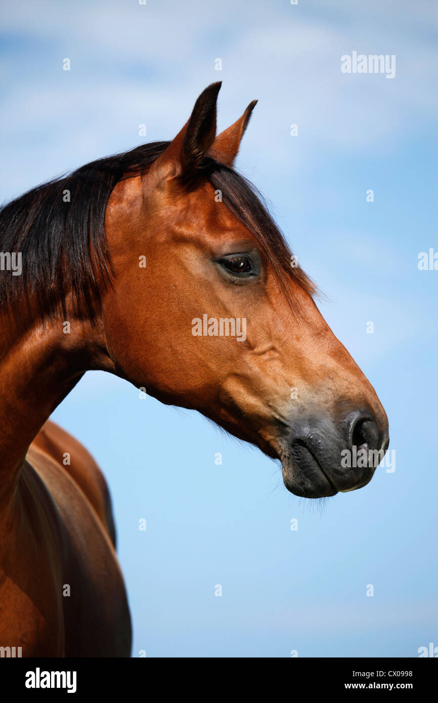 Trakehner bay hi-res stock photography and images - Alamy