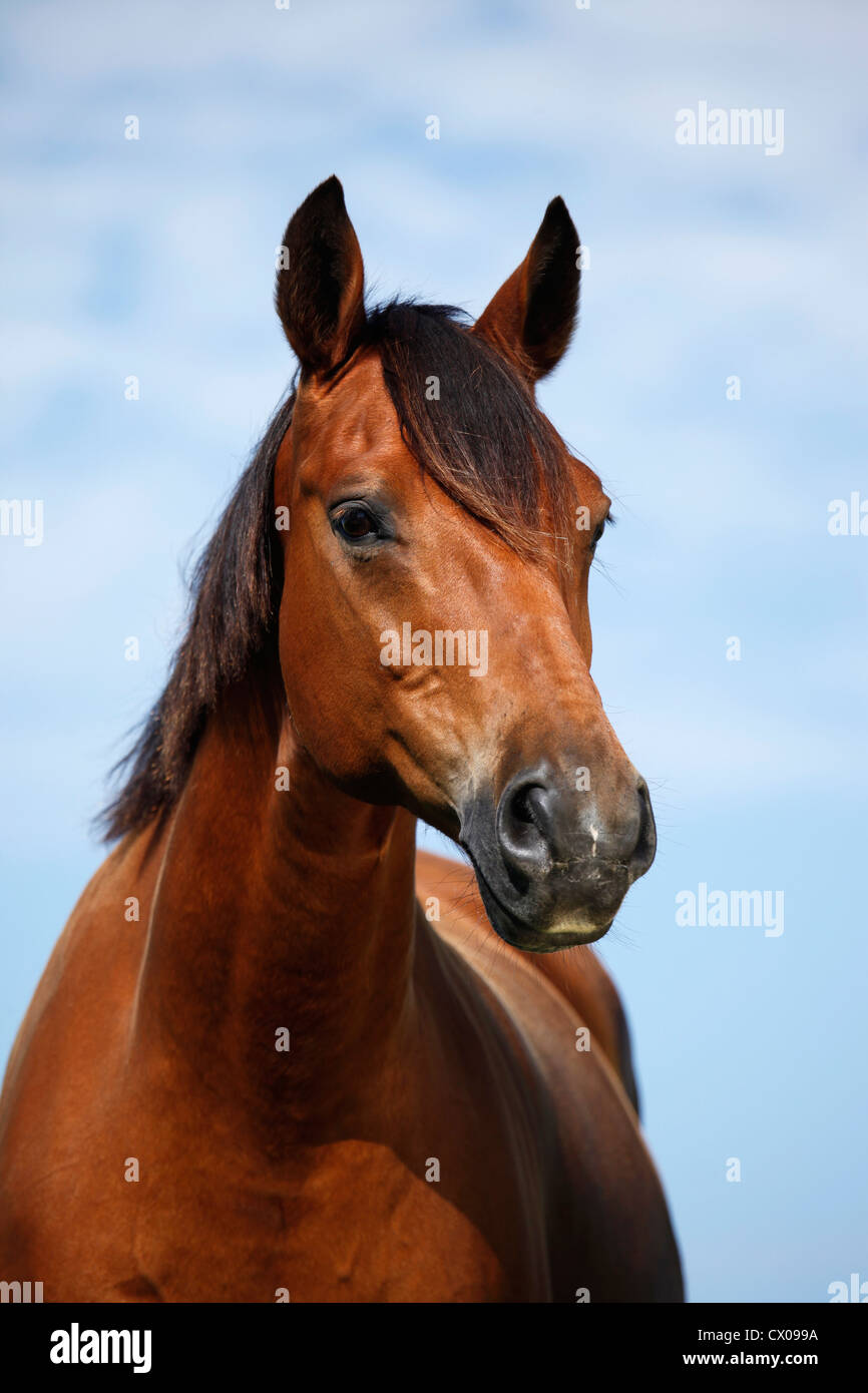 Trakehner bay hi-res stock photography and images - Alamy