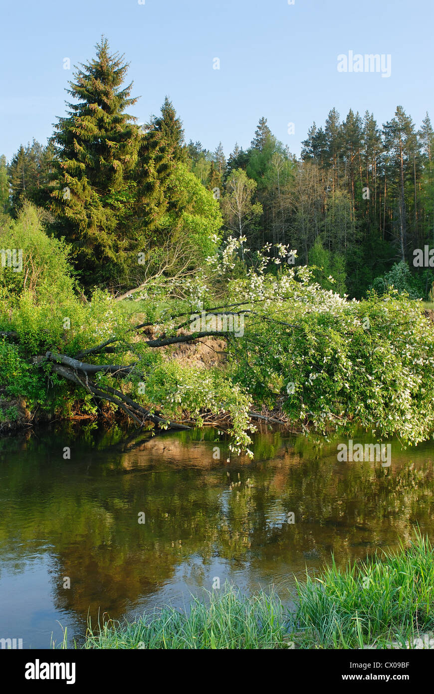 Small river Isloch flowing through the forest Stock Photo - Alamy