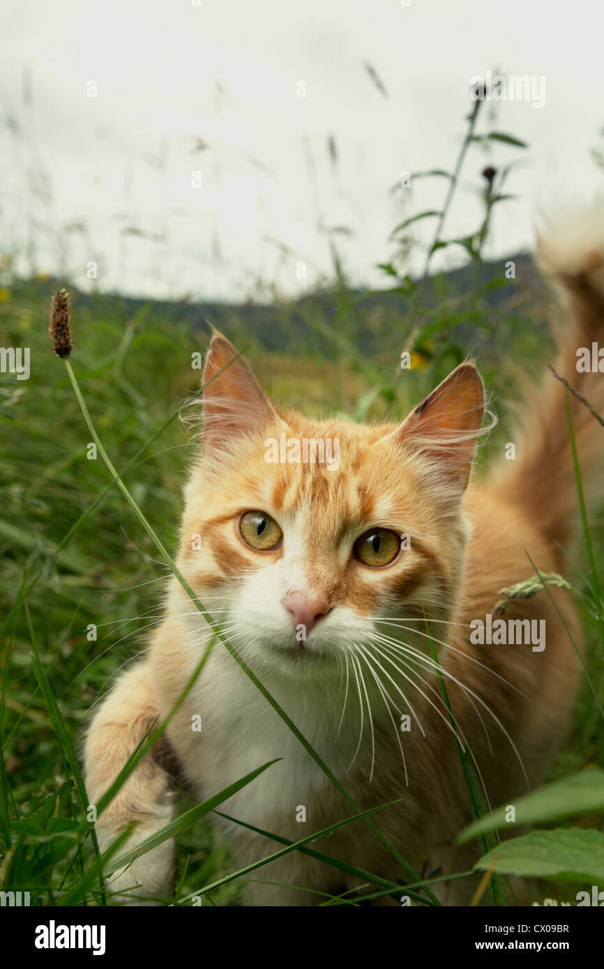 Prowling cat hi-res stock photography and images - Alamy