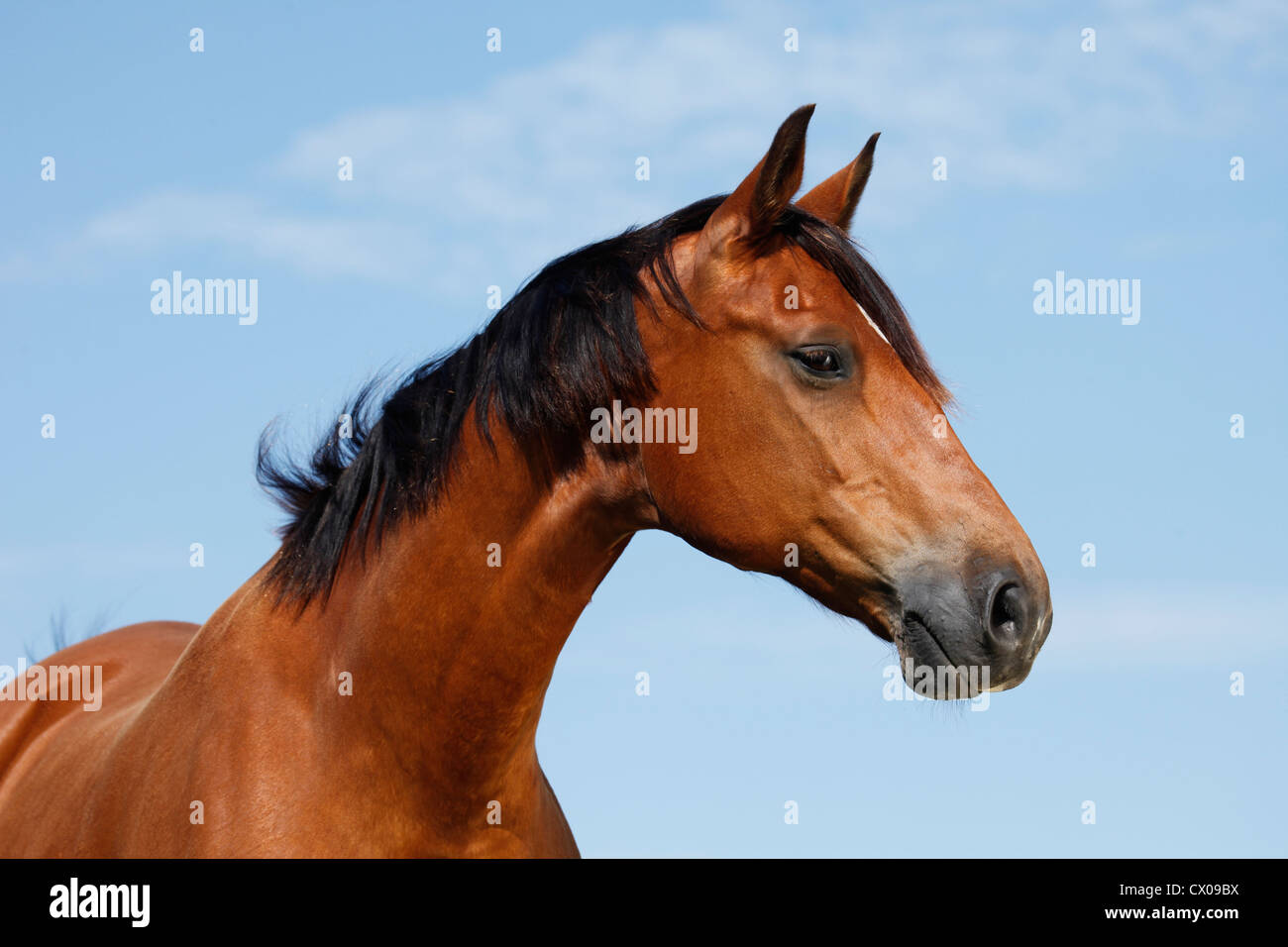 Trakehner breed hi-res stock photography and images - Alamy