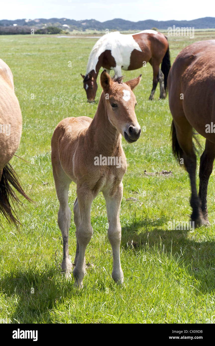 Young filly wild horse hi-res stock photography and images - Alamy