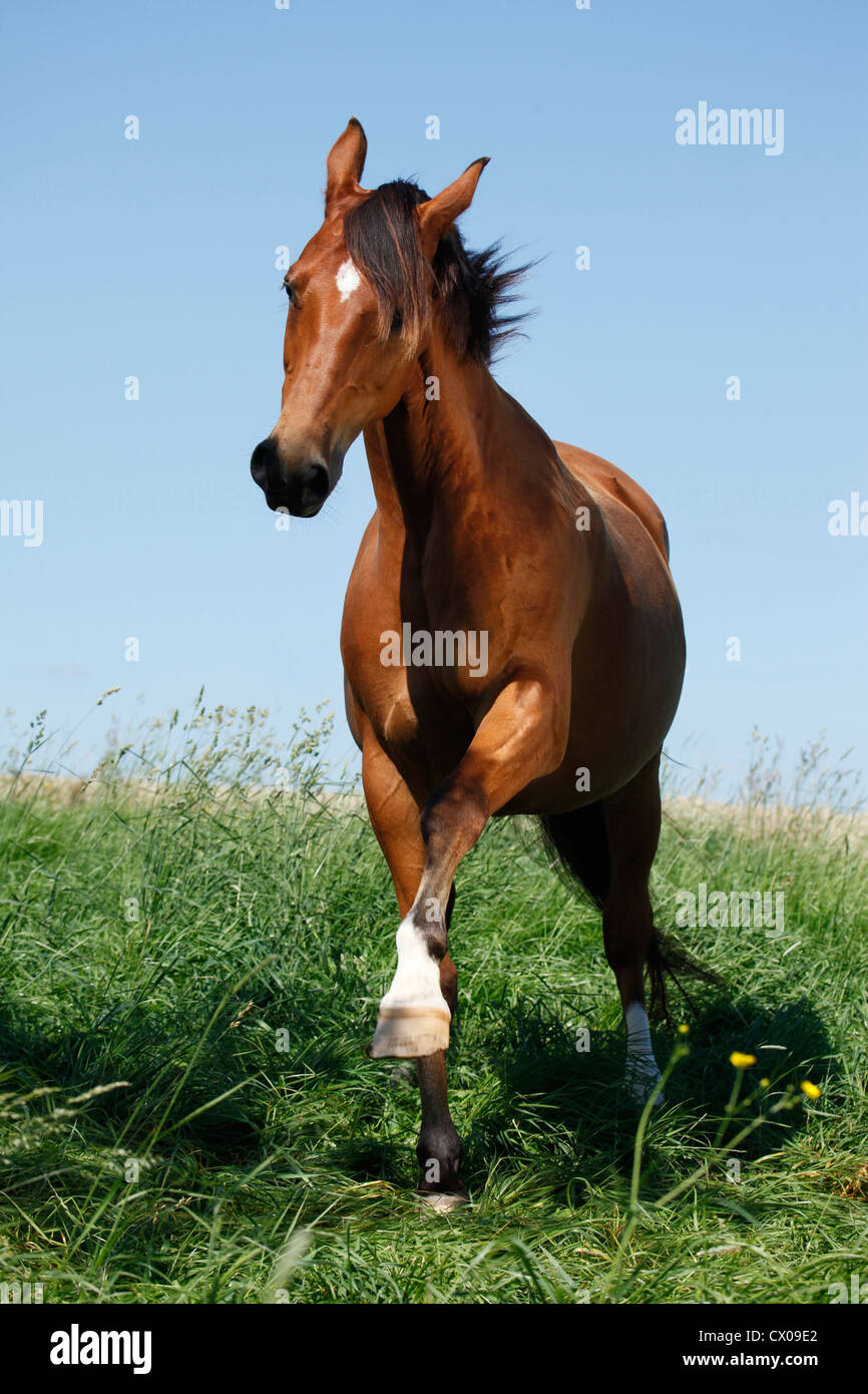 Step by step horse hi-res stock photography and images - Alamy