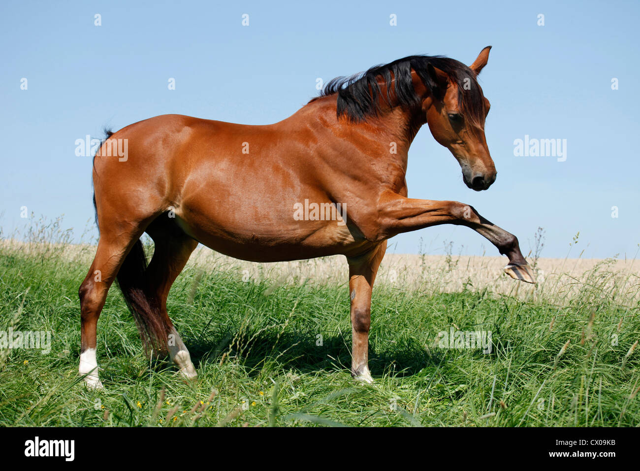 Trakehner bay hi-res stock photography and images - Alamy