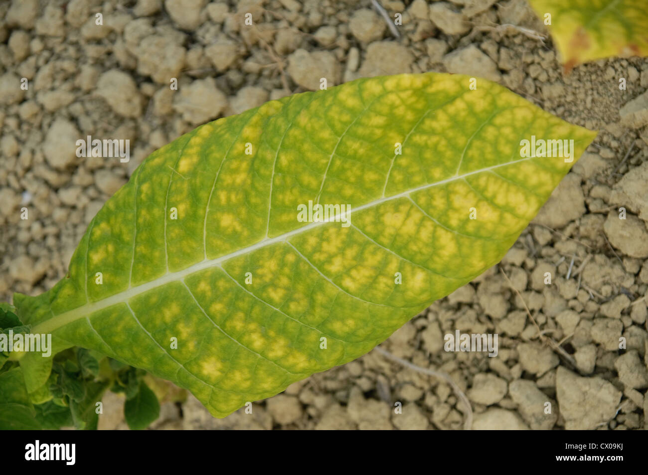 Tobacco plantation green leaf tobacco hi-res stock photography and ...
