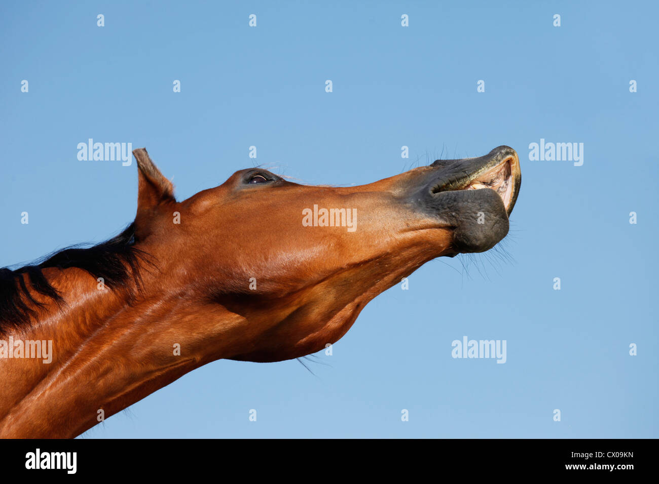 Flehmening hi-res stock photography and images - Alamy