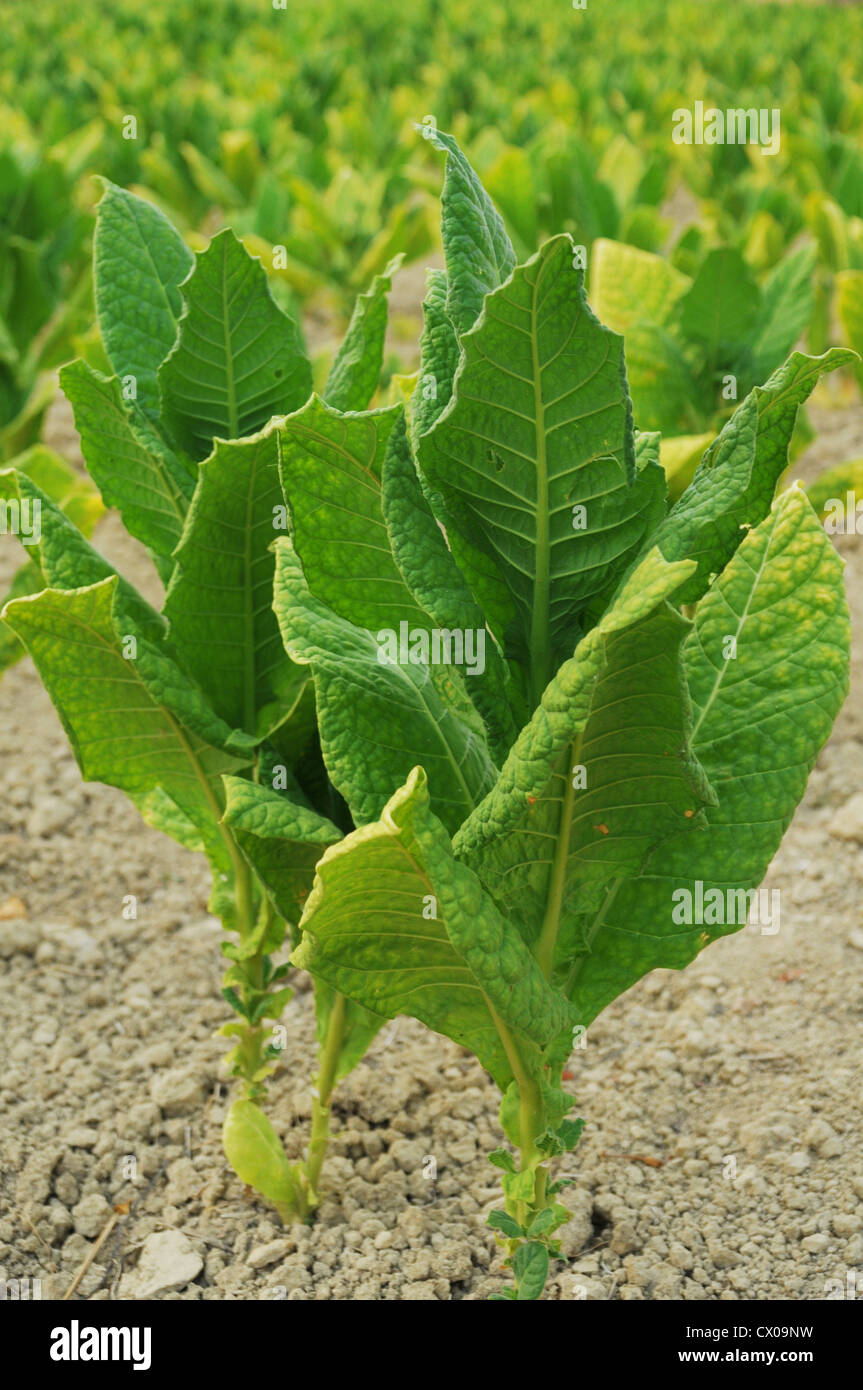 Tobacco plant closeup Stock Photo - Alamy