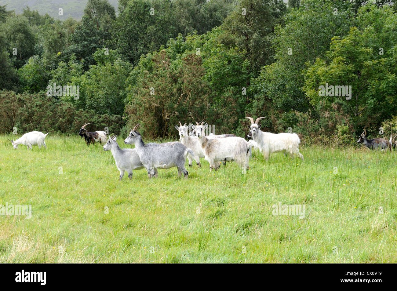 Feral mountain goats Dinorwig Gwynedd Snowdonia National Park Wales ...
