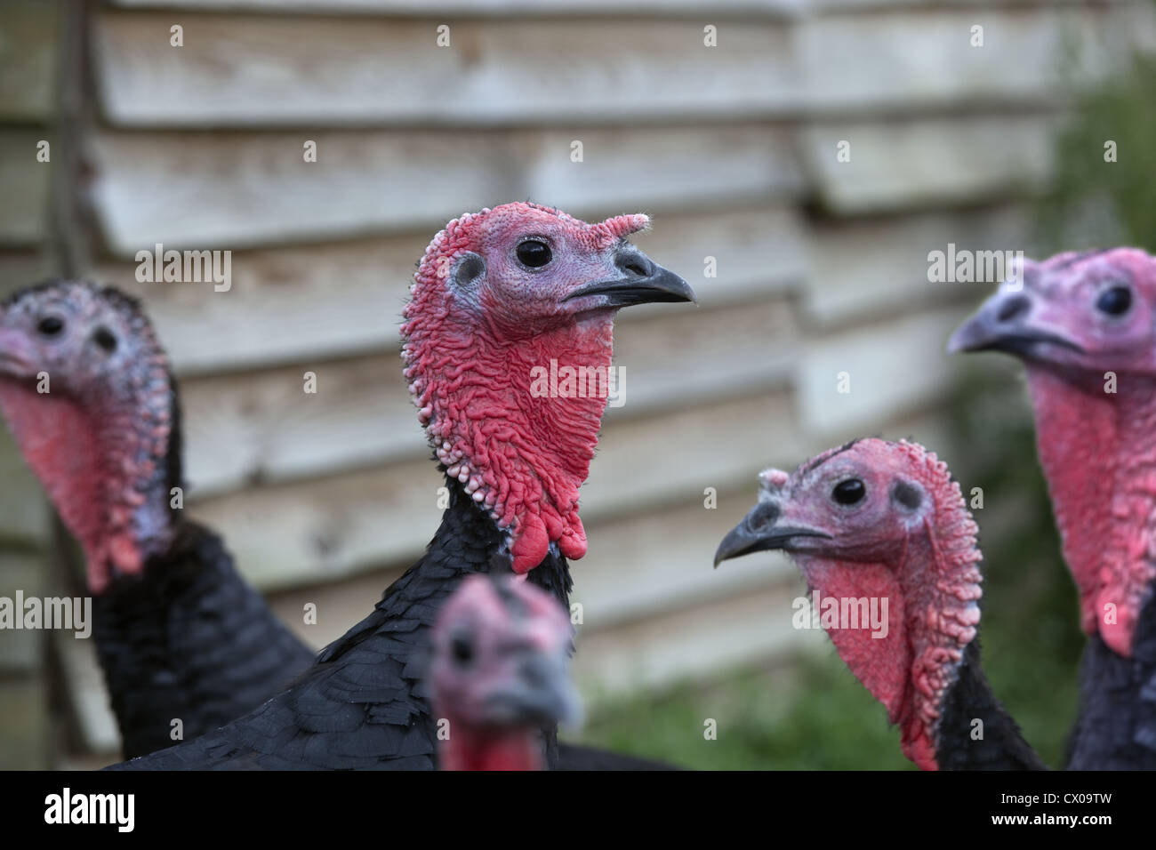 Norfolk Black Turkeys on smallholding Stock Photo - Alamy