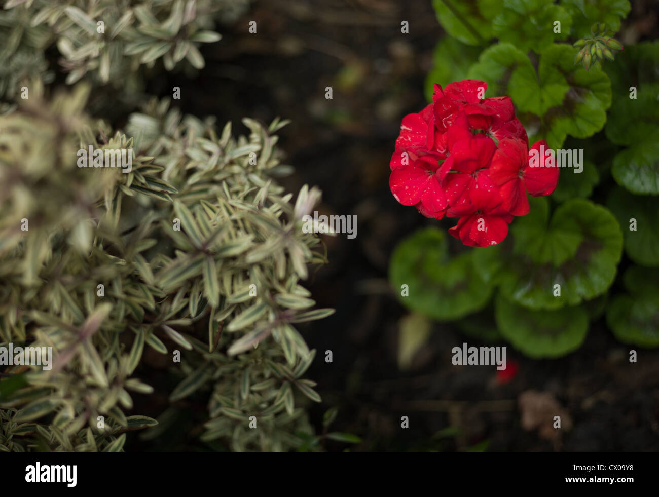 Flora, fauna and plants Stock Photo - Alamy