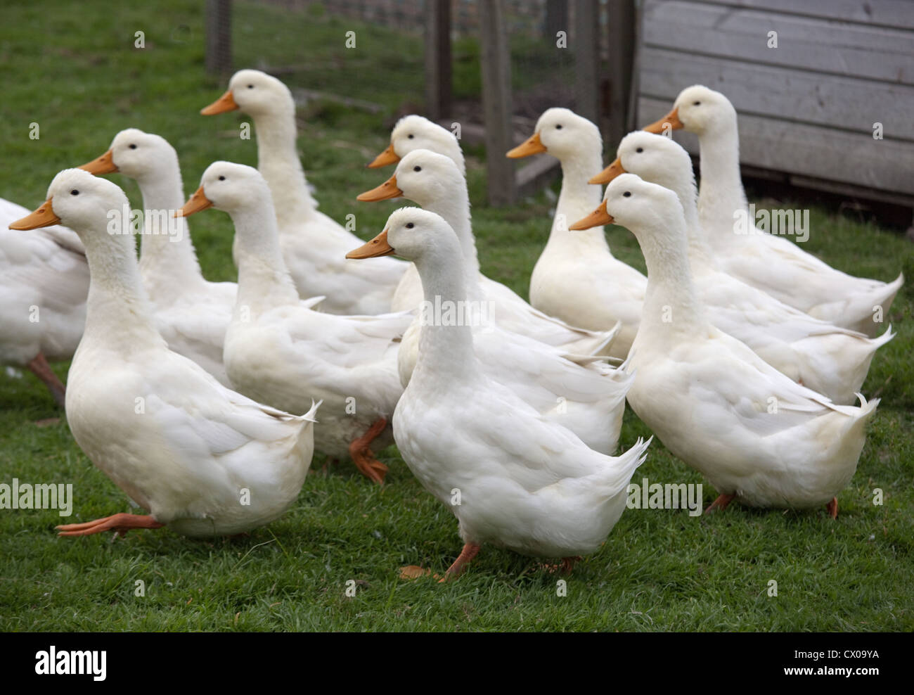 a flock of Aylesbury Ducks on Buckinghamshire small holding Stock Photo ...