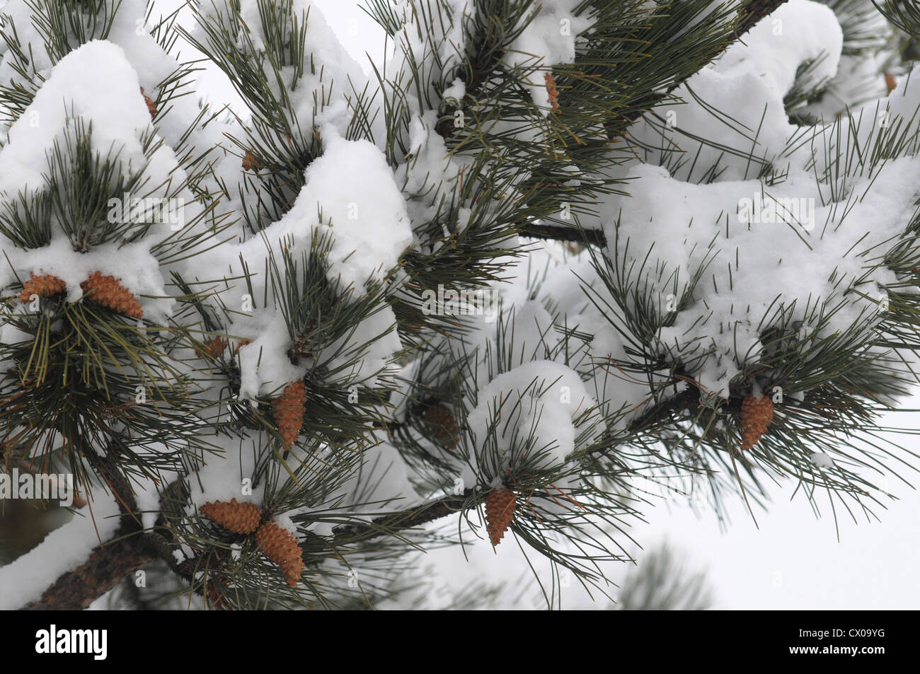 Winter pine tree hi-res stock photography and images - Alamy