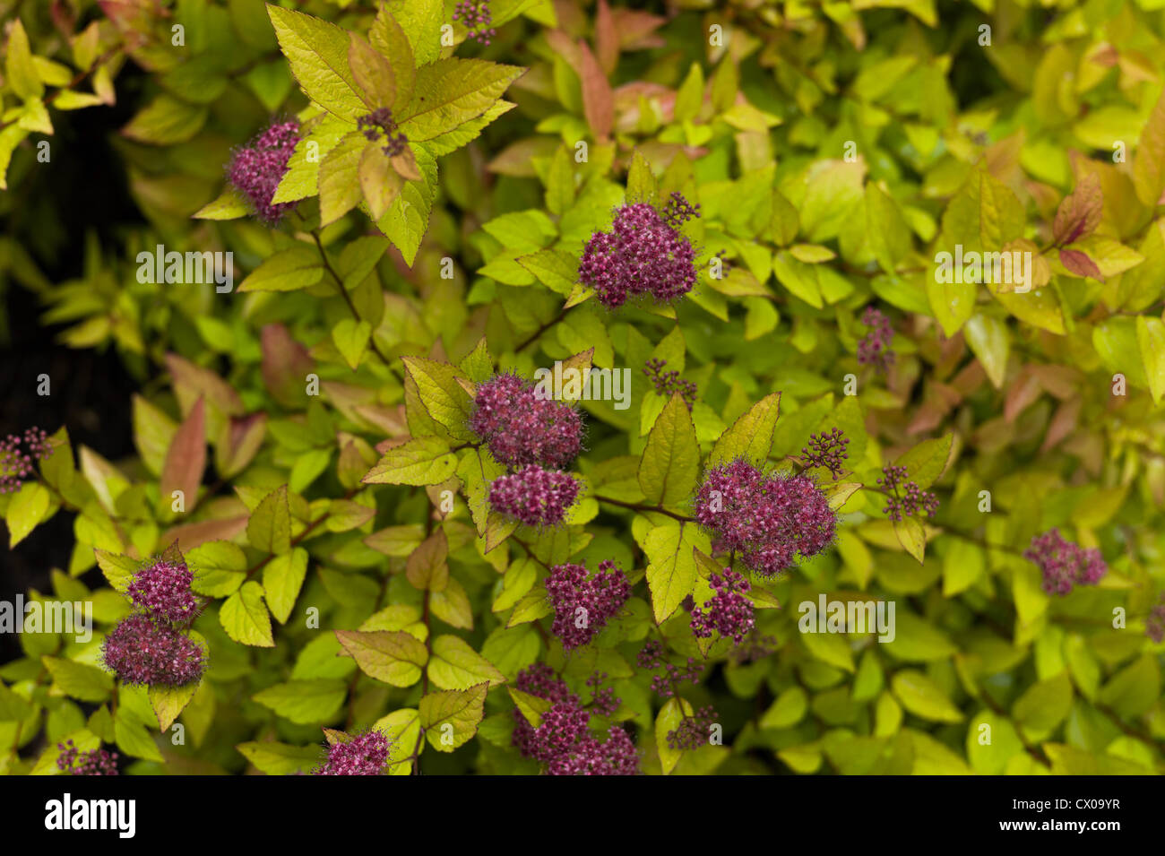 Flora and fauna hi-res stock photography and images - Alamy