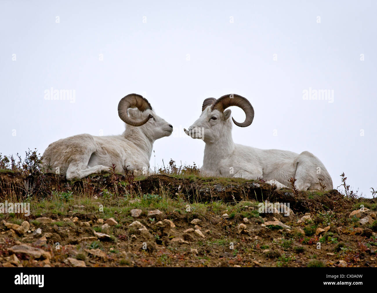 Mountain goats. Denali National Park. Alaska. USA Stock Photo - Alamy