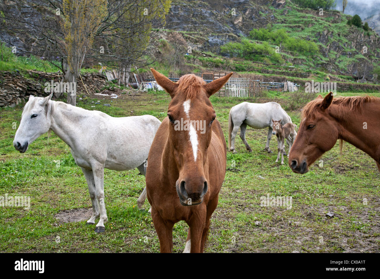 Pyrenees horses hi-res stock photography and images - Alamy