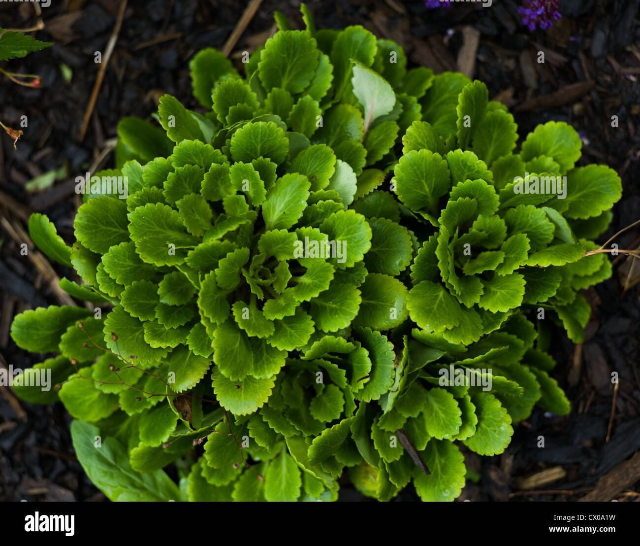 Flora and fauna hi-res stock photography and images - Alamy