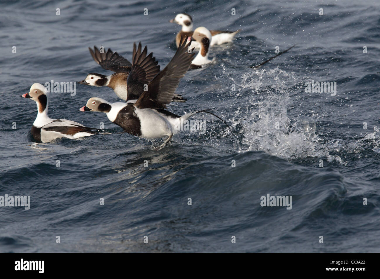 Long-tailed Duck / Oldsquaw Clangula hyemalis Stock Photo - Alamy