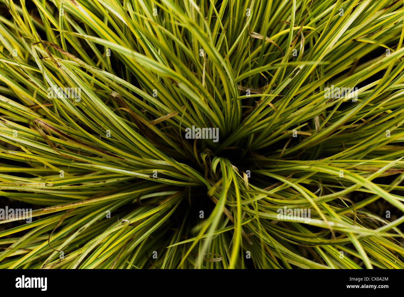Flora, fauna and plants Stock Photo - Alamy
